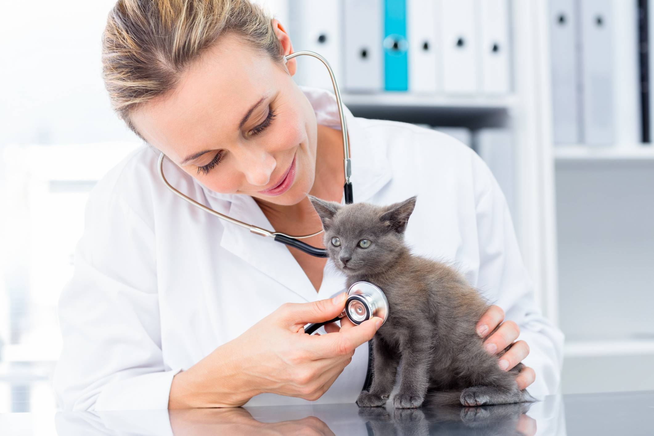 Formation TMD pour cliniques vétérinaires.